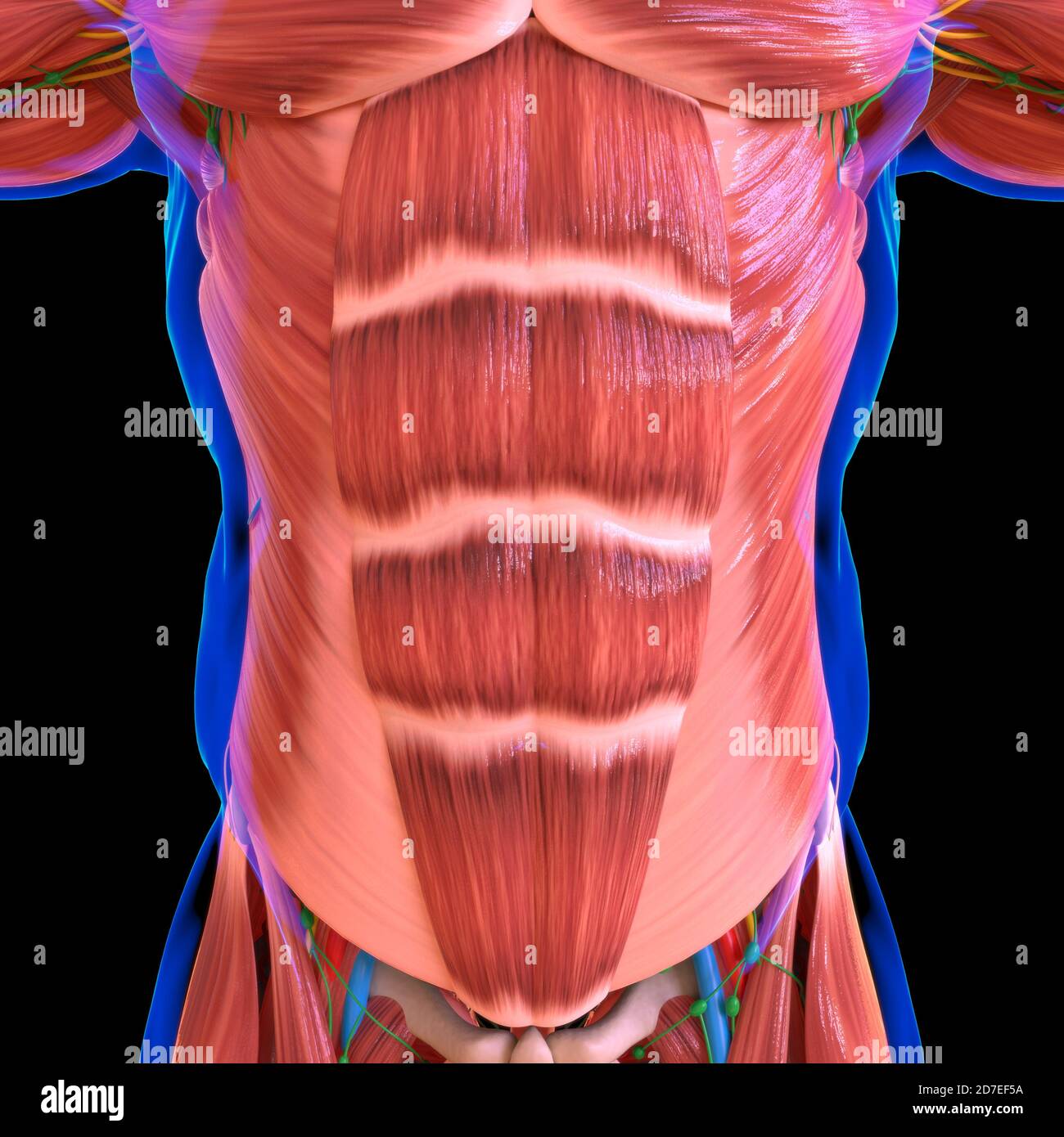 Anatomie du muscle humain pour le concept médical Illustration 3D Photo ...