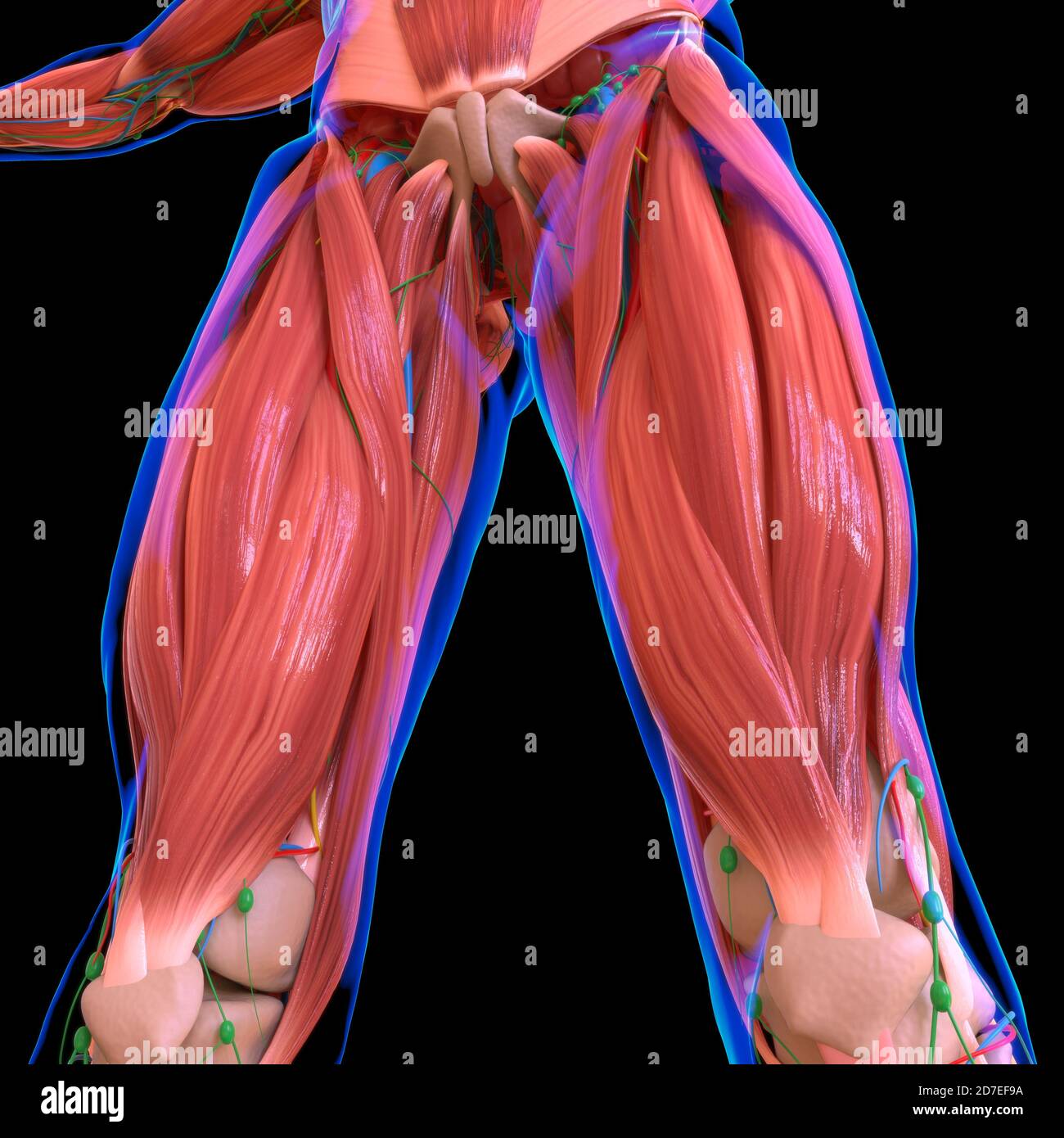Anatomie du muscle humain pour le concept médical Illustration 3D Photo ...