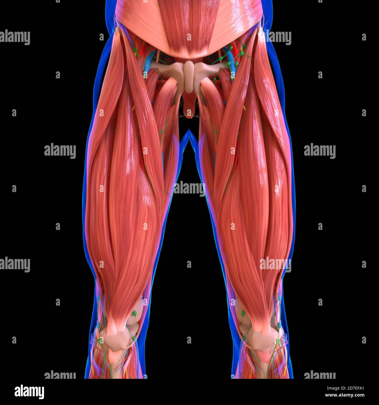 Anatomie du muscle humain pour le concept médical Illustration 3D Photo ...