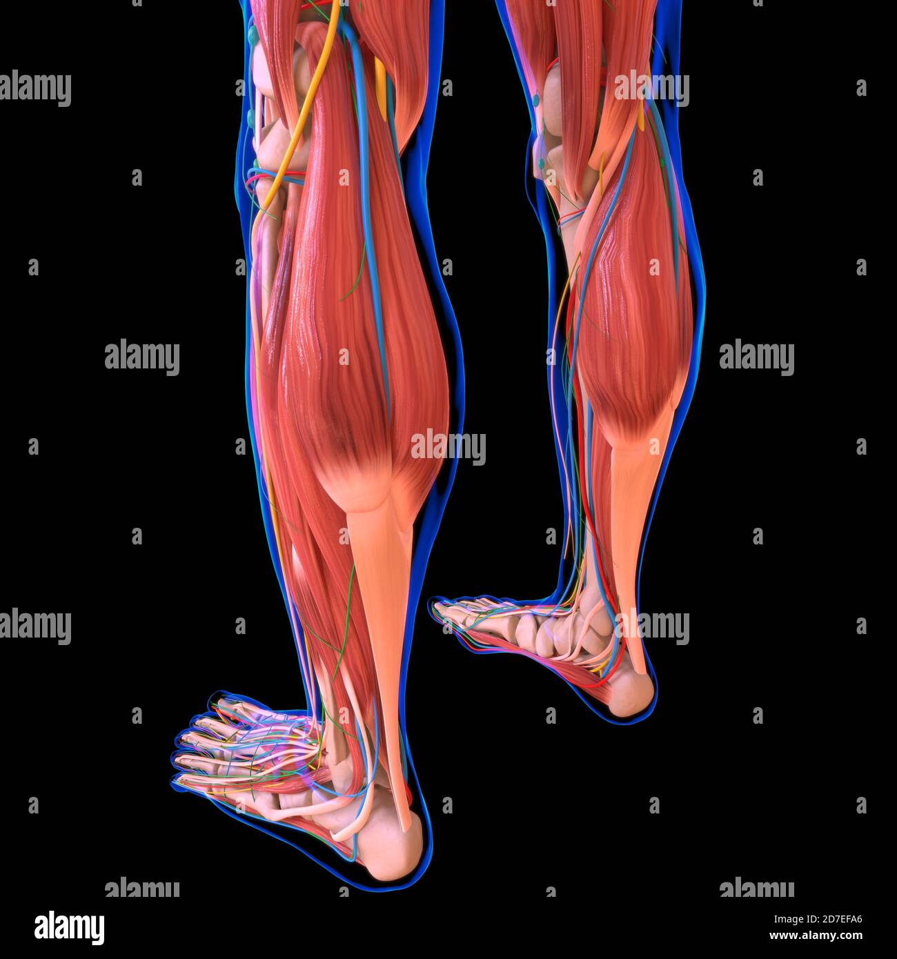 Anatomie du muscle humain pour le concept médical Illustration 3D Photo ...