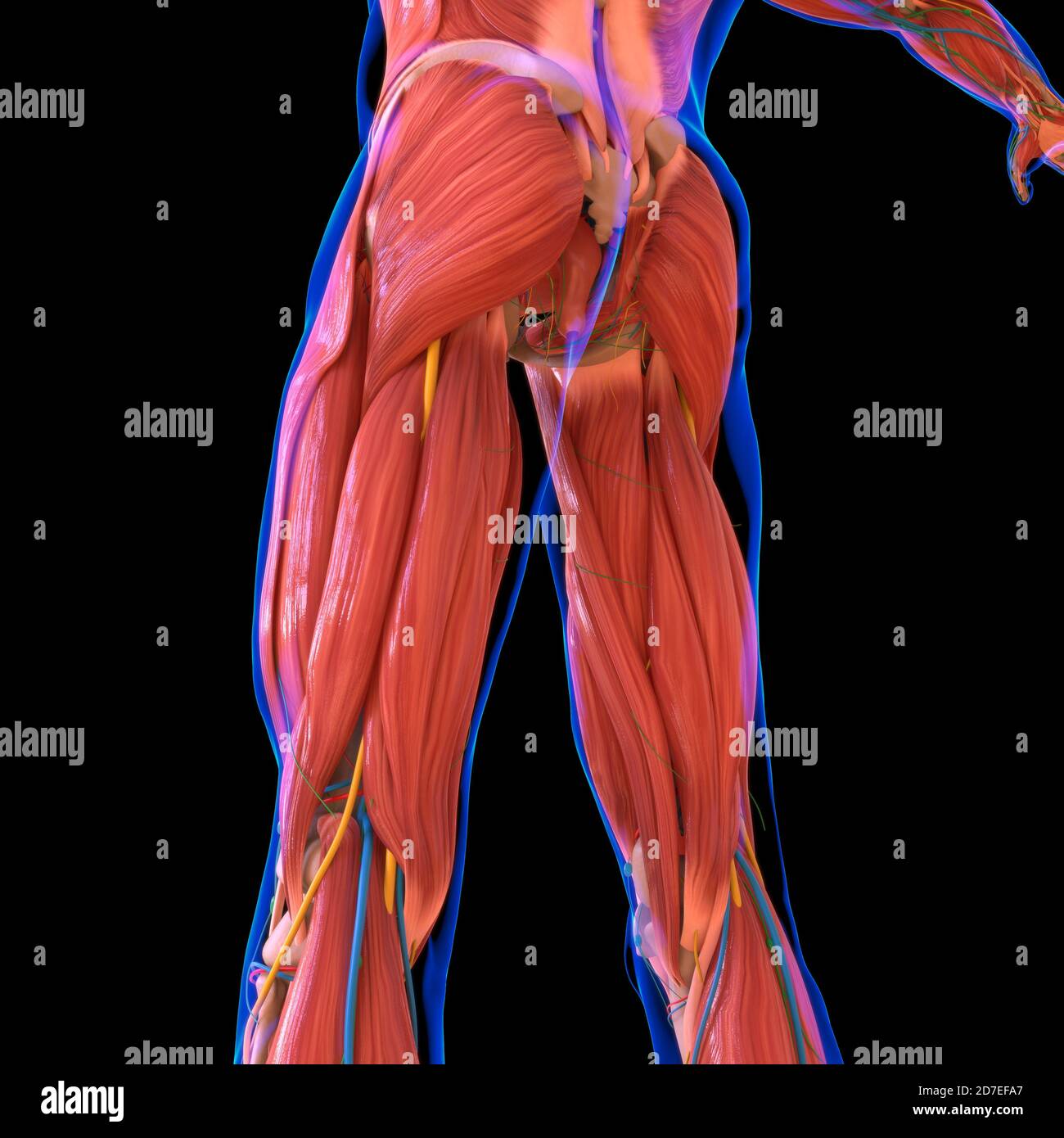 Anatomie du muscle humain pour le concept médical Illustration 3D Photo ...