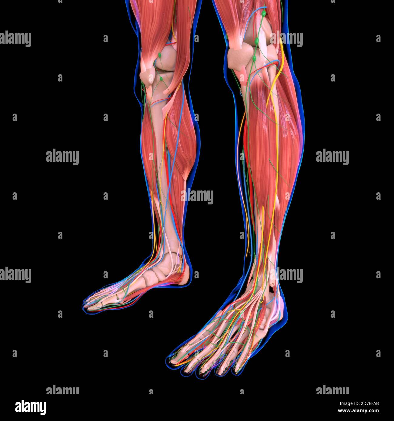 Anatomie du muscle humain pour le concept médical Illustration 3D Photo ...