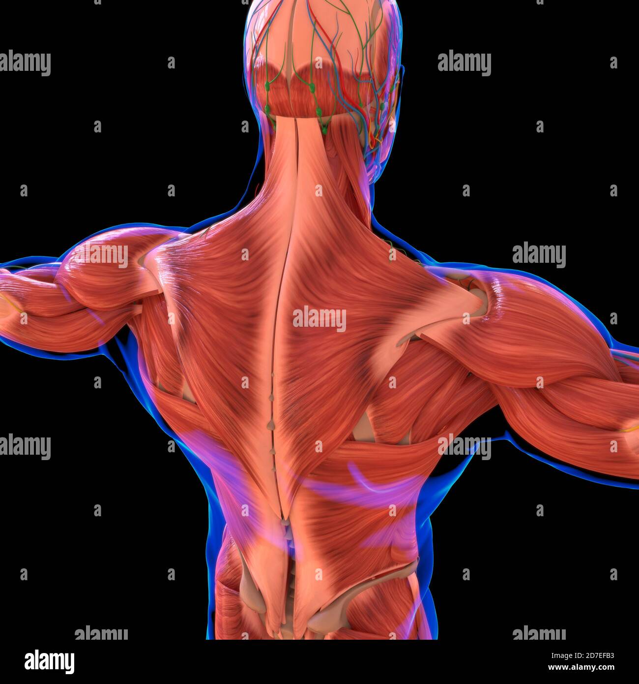 Anatomie du muscle humain pour le concept médical Illustration 3D Photo ...