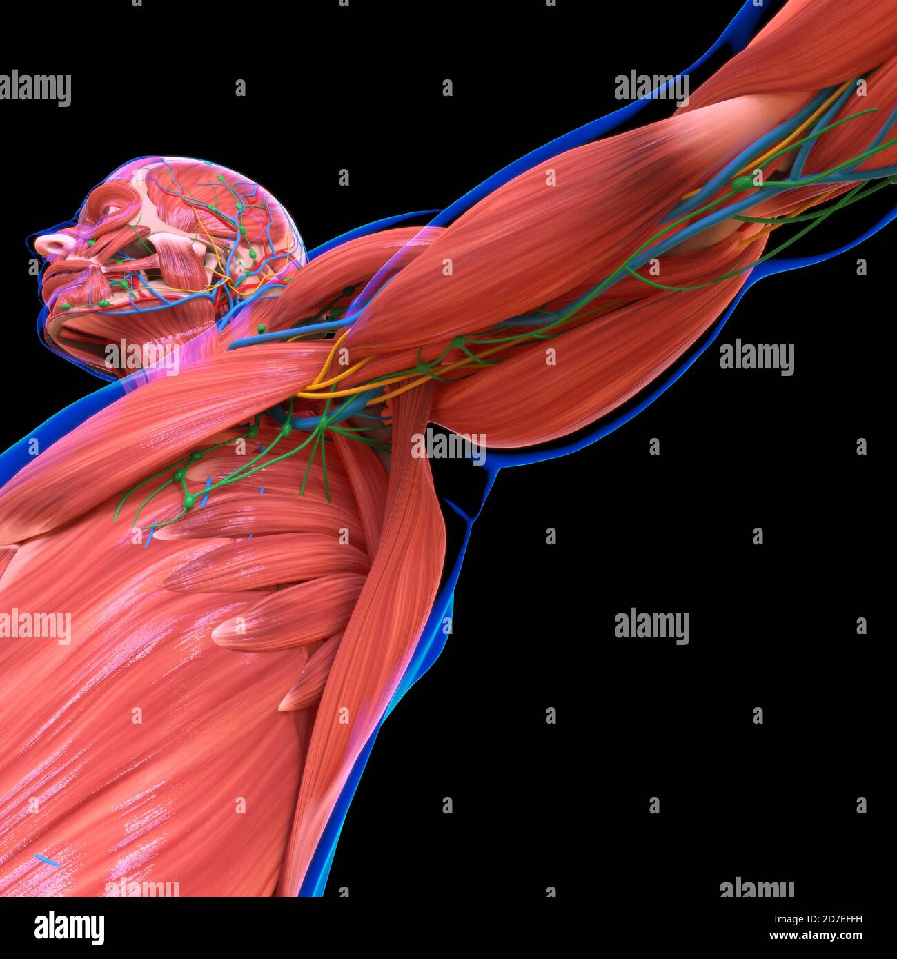 Anatomie du muscle humain pour le concept médical Illustration 3D Photo ...