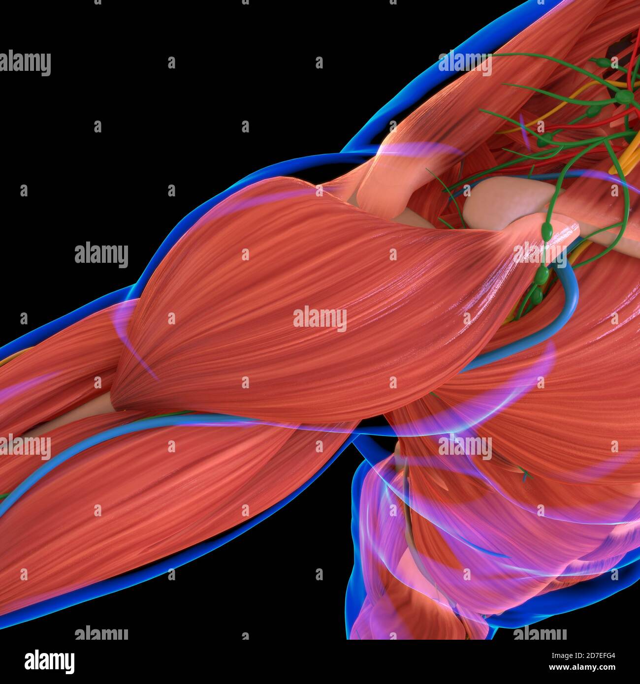Anatomie du muscle humain pour le concept médical Illustration 3D Photo ...