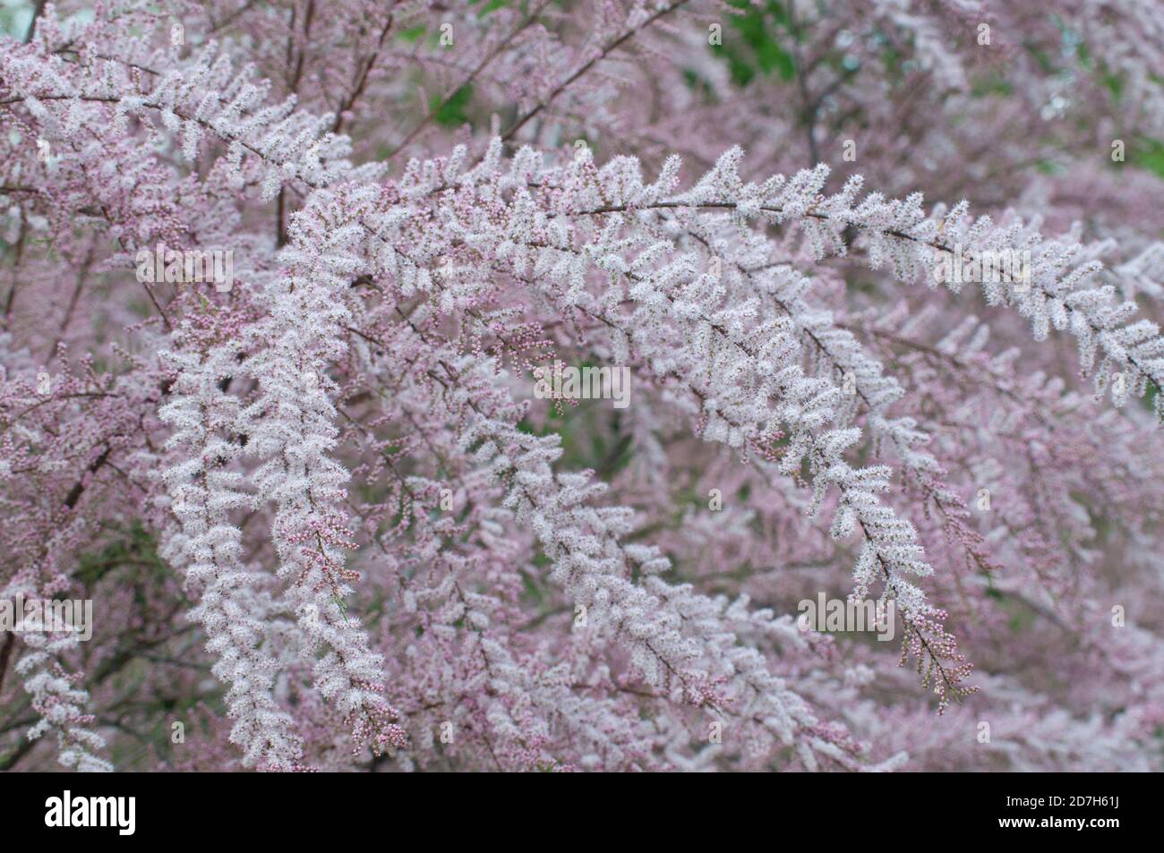 Tamaris tamarix sp Banque de photographies et d’images à haute ...