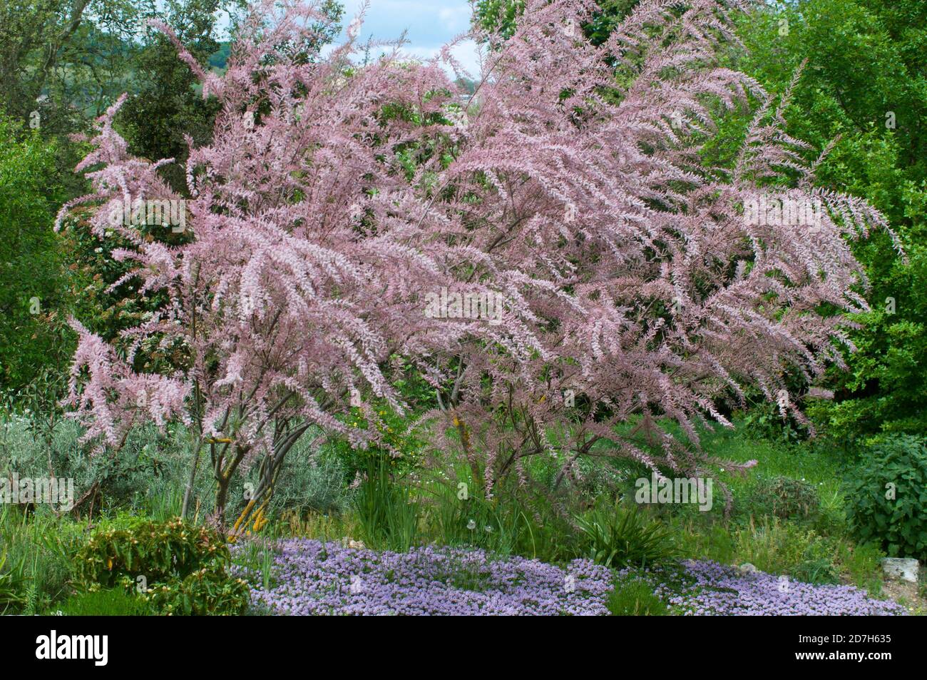 Tamaris tamarix sp Banque de photographies et d’images à haute ...