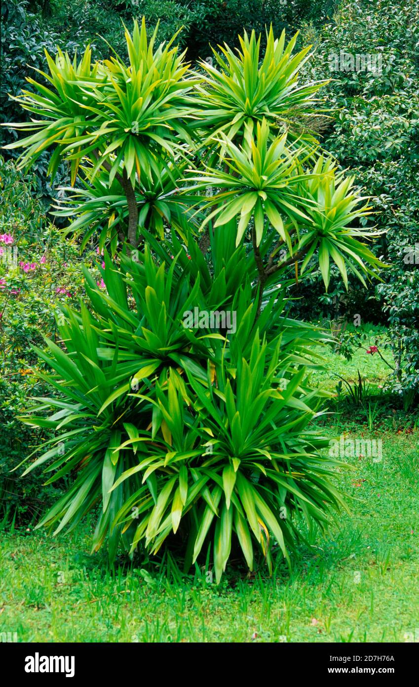 Yucca yucca sp Banque de photographies et d’images à haute résolution ...