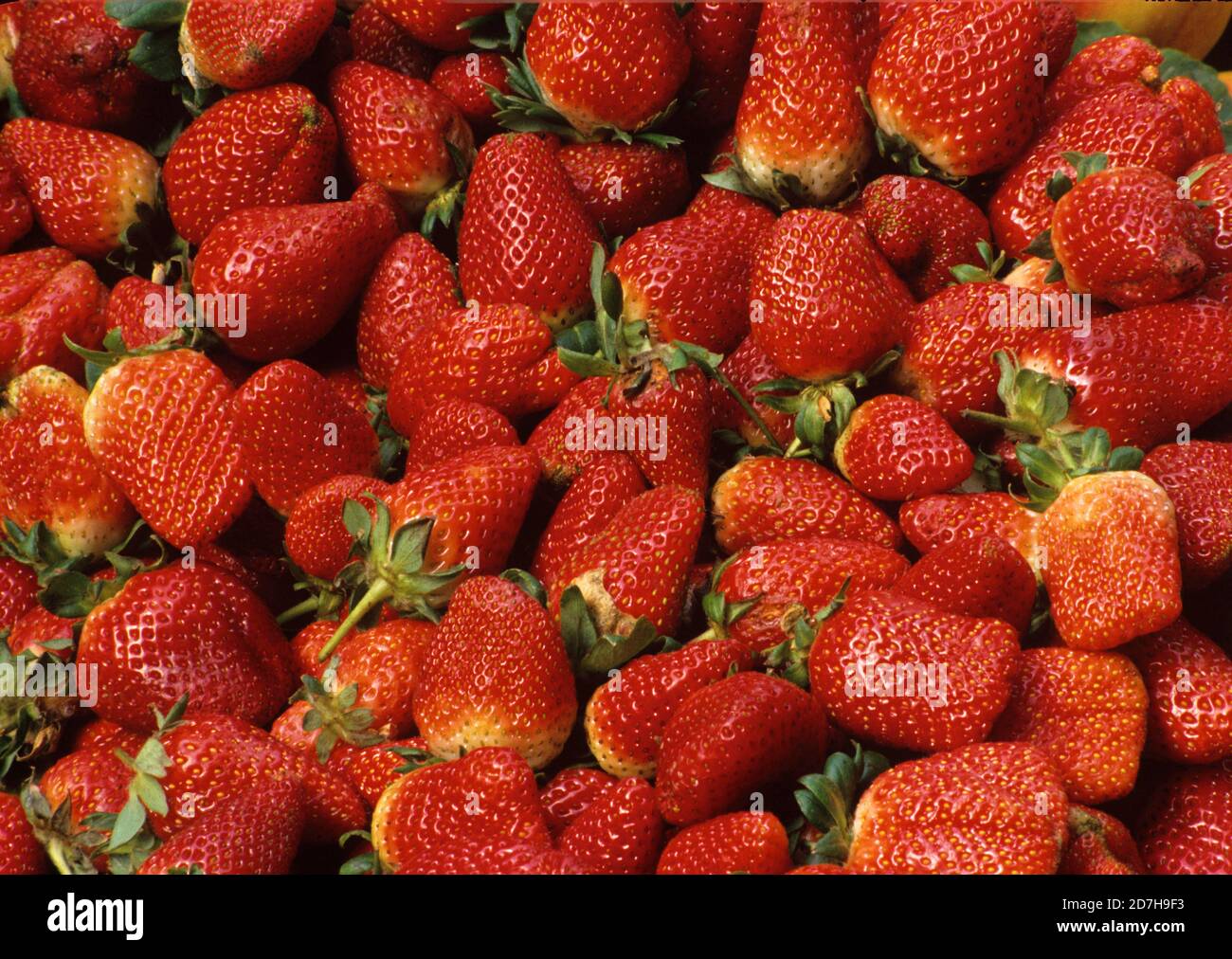 Fraises fragaria sp Banque de photographies et d’images à haute ...