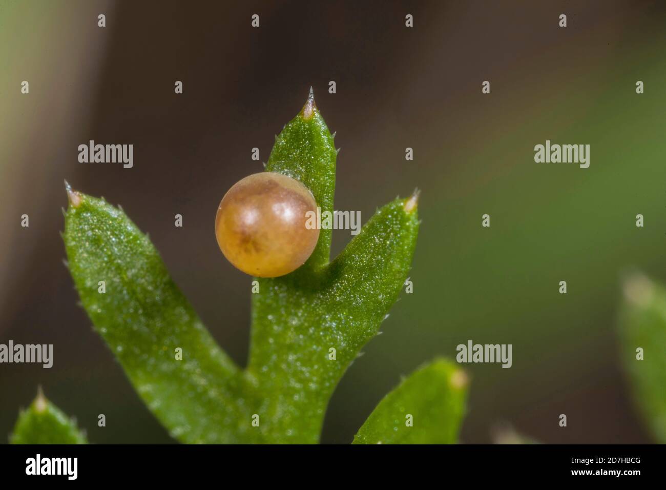 œuf d'insecte feuille Banque de photographies et d’images à haute ...