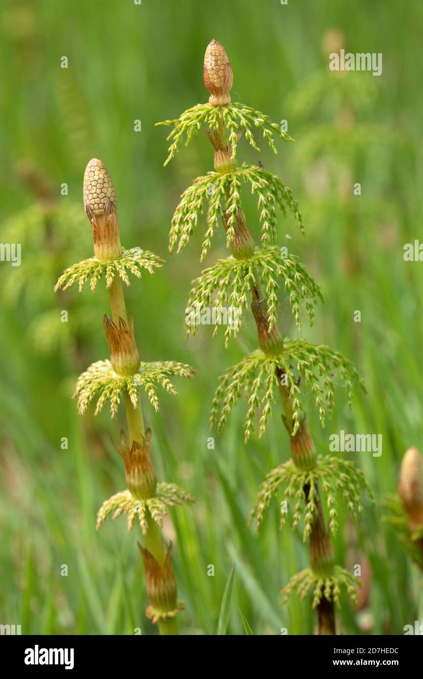 Prêle géante equisetum sp Banque de photographies et d’images à haute ...