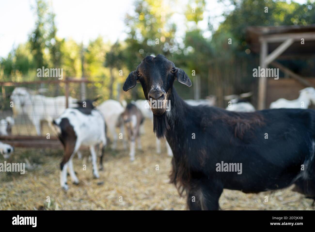Chèvre noir Banque de photographies et d’images à haute résolution - Alamy