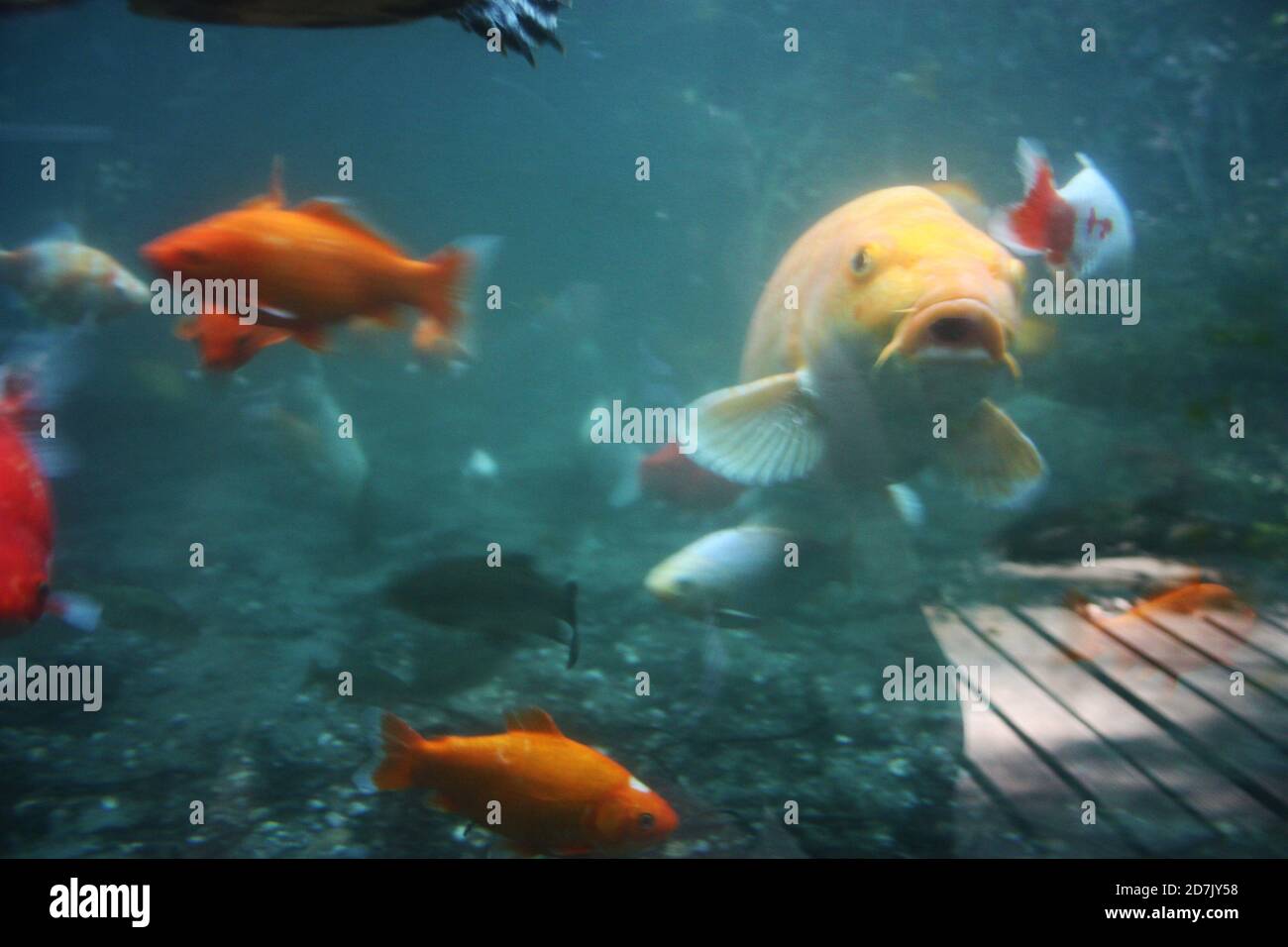 fond marin habité dans la mer avec des poissons hors foyer et carpe ...