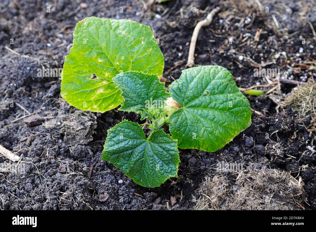Jeune plante de concombre Banque de photographies et d’images à haute ...