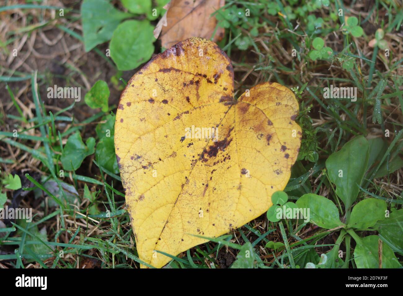 Feuille avec des taches jaunes et vertes Banque de photographies et d ...