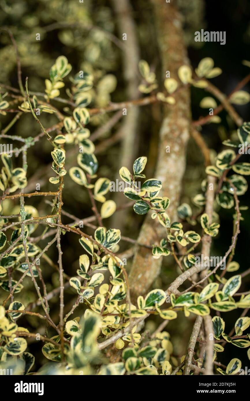 Azara microphylla variegata Banque de photographies et d’images à haute ...