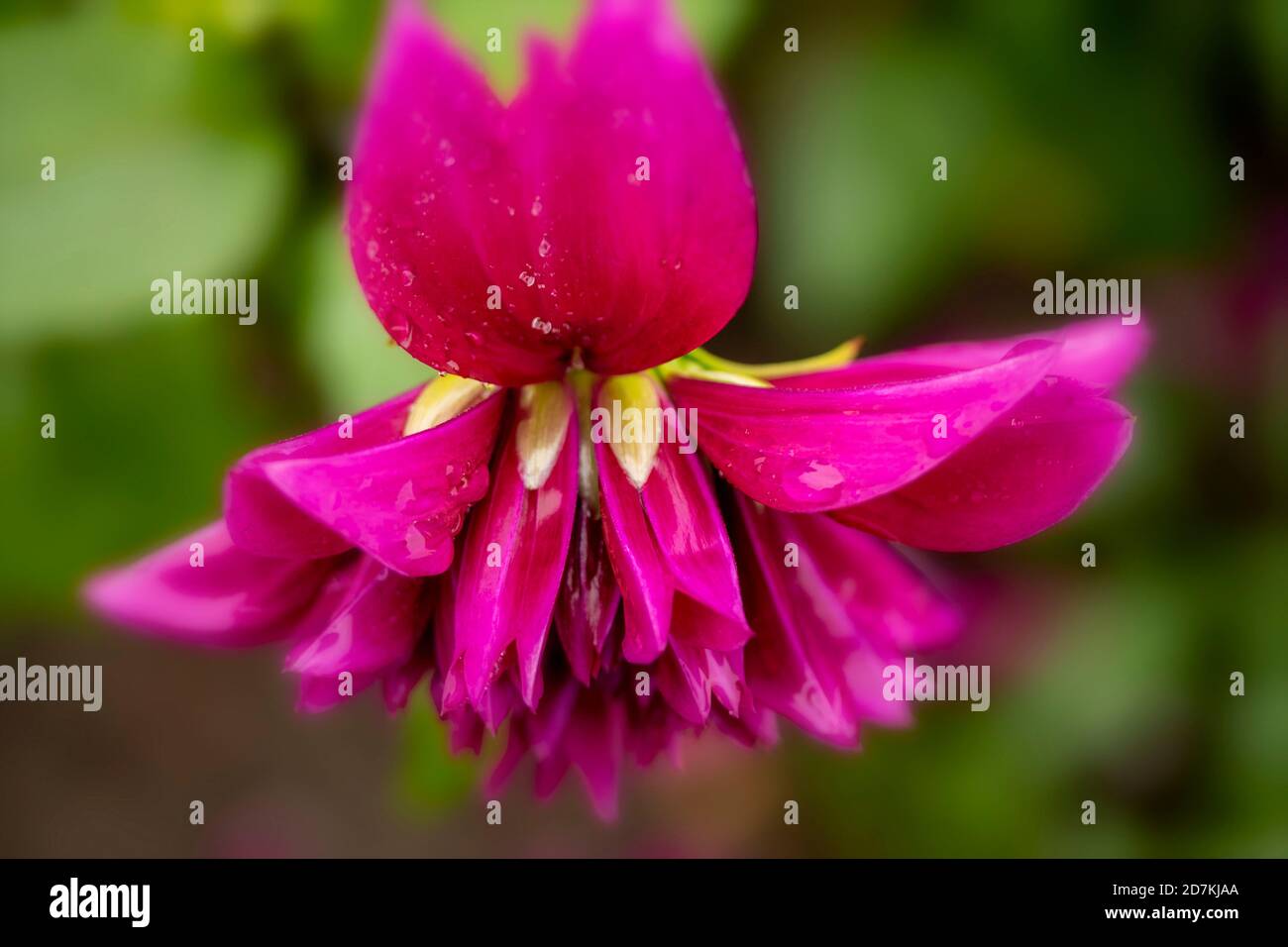 Dahlia thomas edison Banque de photographies et d’images à haute ...