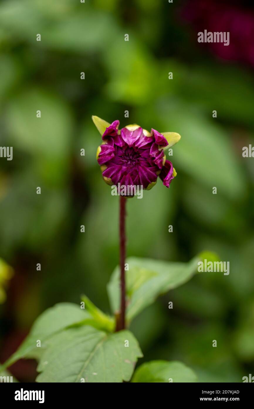 Dahlia thomas edison Banque de photographies et d’images à haute ...