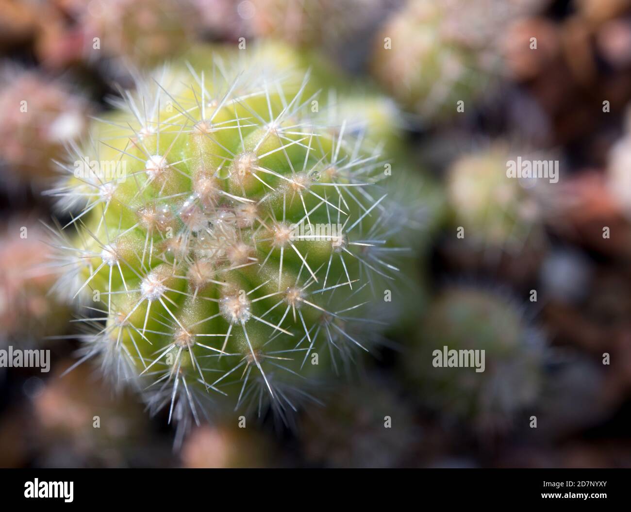 Cactus de gouttelettes d'eau Banque de photographies et d’images à ...
