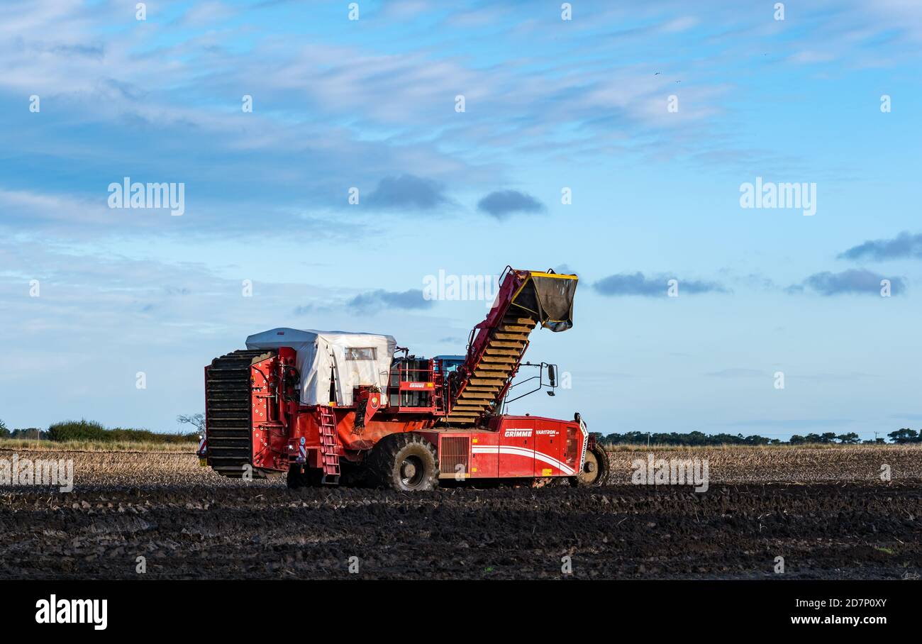 Récolteuse de pommes de terre grimme Banque de photographies et d ...