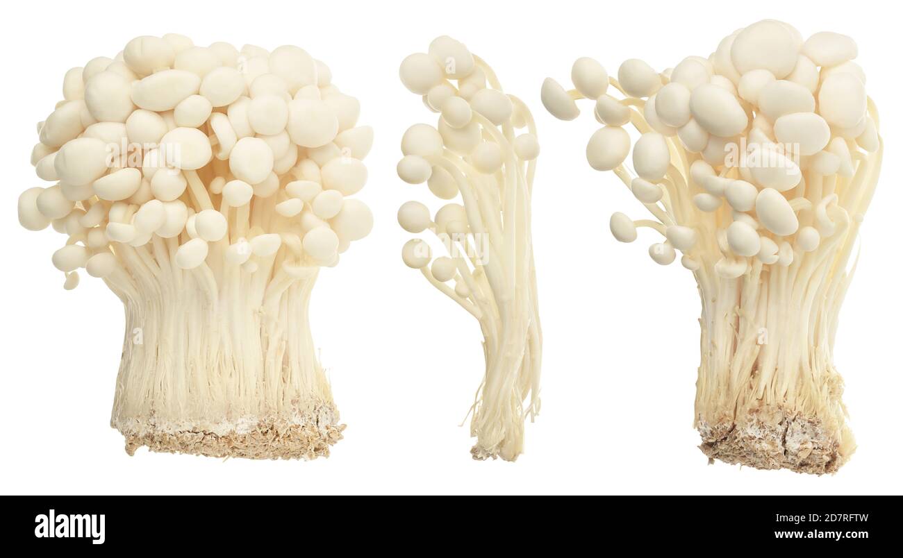 Champignon enoki champignon Banque de photographies et d’images à haute ...