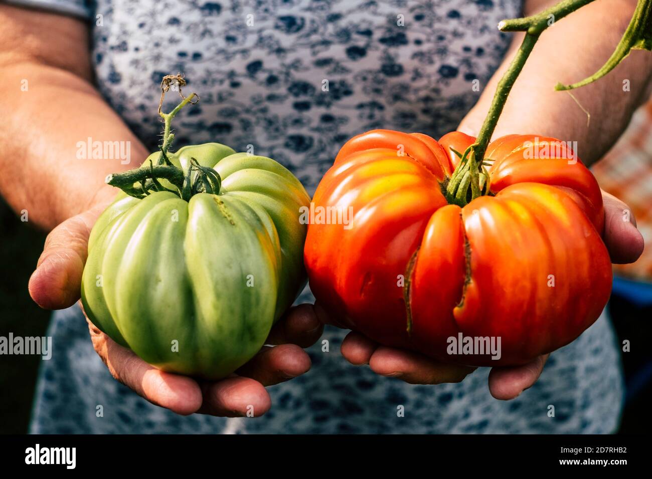 Couple de grosses tomates rouges et vertes de bio Farm concept d ...