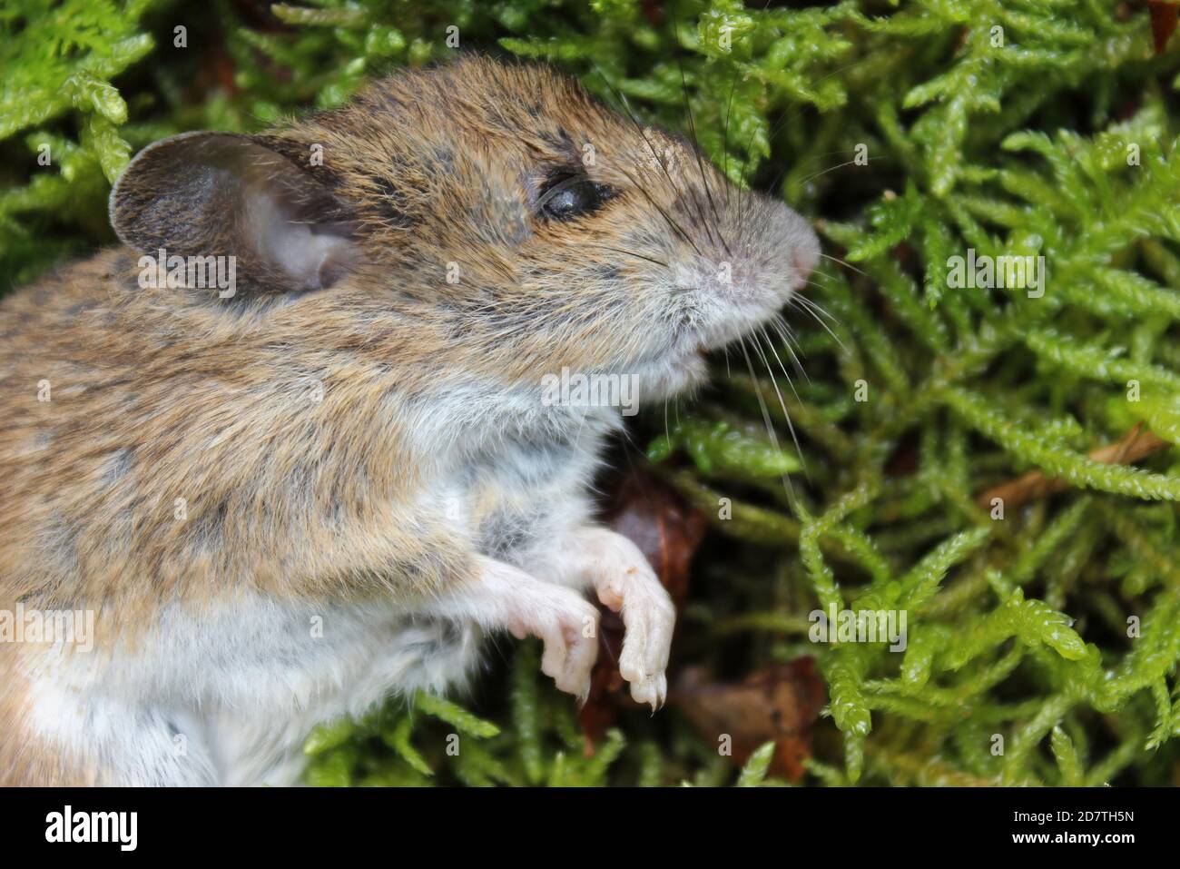 Souris des bois apodemus sylvaticus Banque de photographies et d’images ...