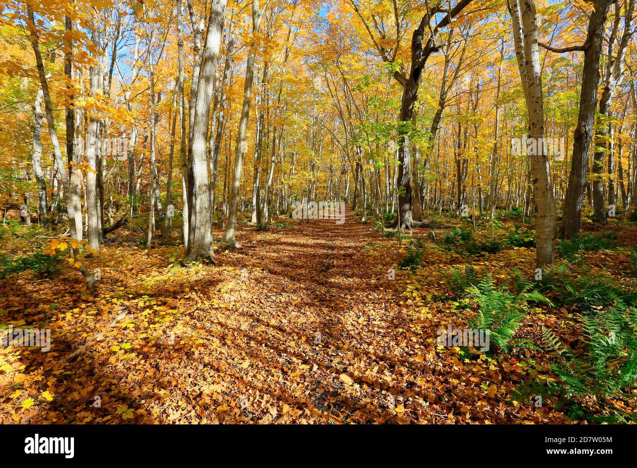 Acadian forest Banque de photographies et d’images à haute résolution ...