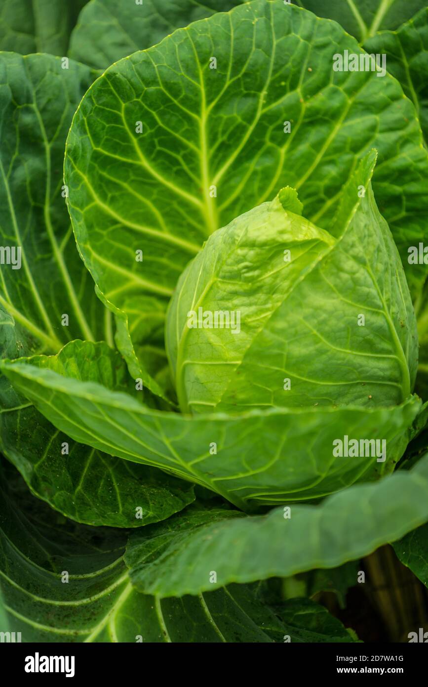 Choux pointus Banque de photographies et d’images à haute résolution ...