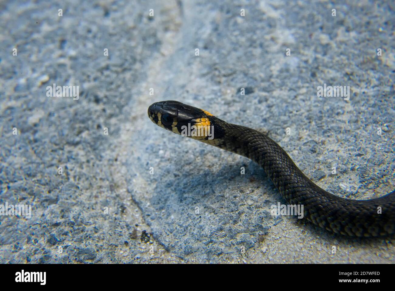 Bébé serpent Banque de photographies et d’images à haute résolution - Alamy