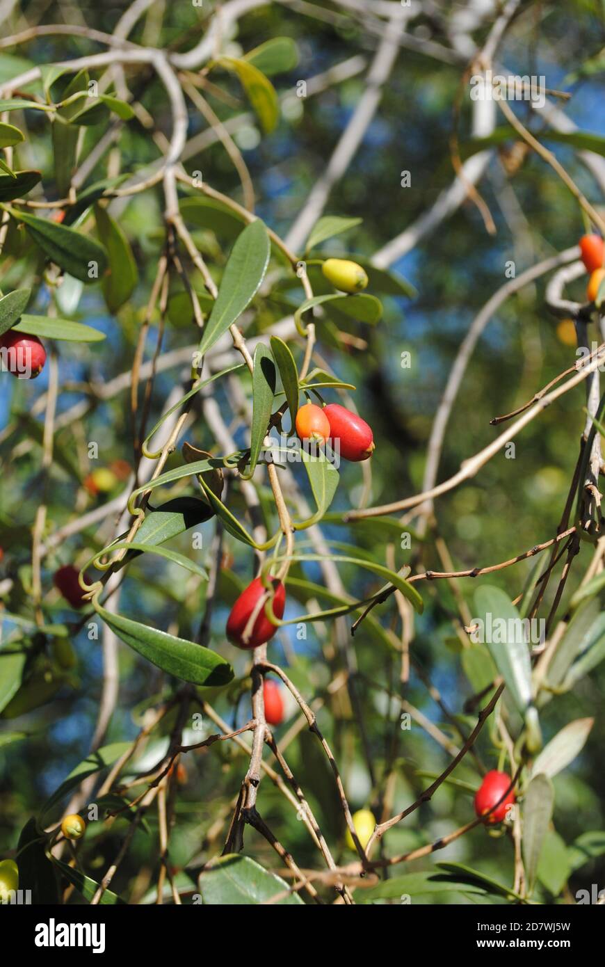 Graine de vigne arbuste Banque de photographies et d’images à haute ...