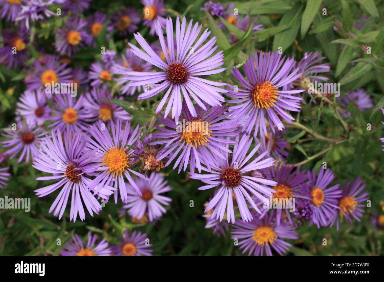 Fleurs sauvages d'automne Banque de photographies et d’images à haute ...