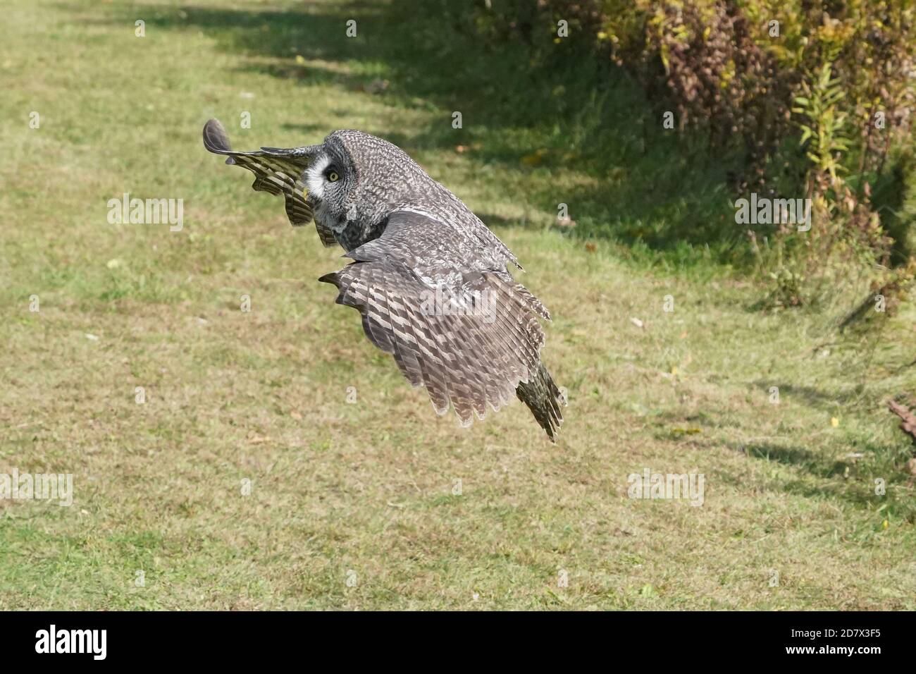 Grand hibou gris en vol et débarqué sur la perche Photo Stock - Alamy