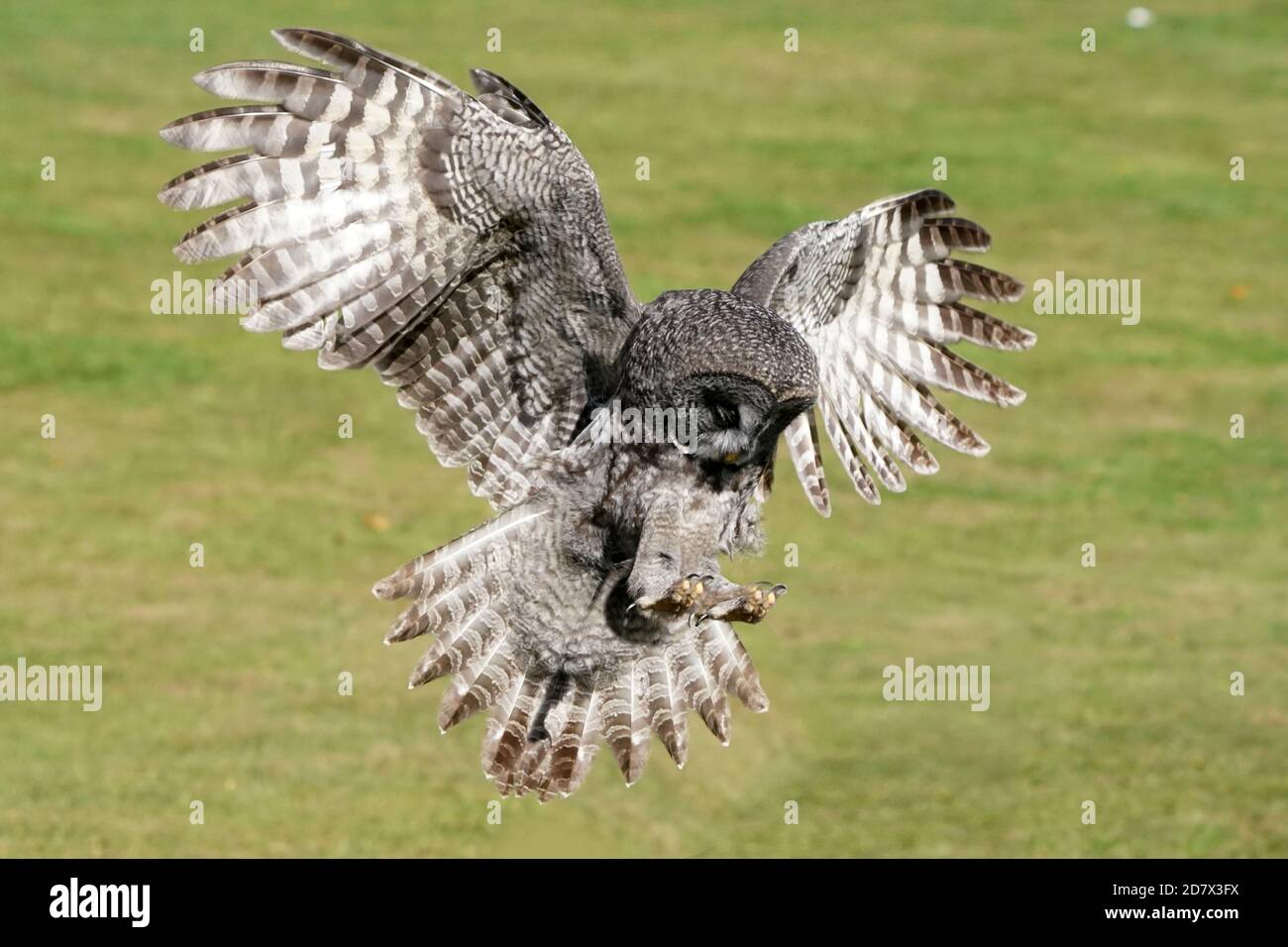 Grand hibou gris en vol et débarqué sur la perche Photo Stock - Alamy