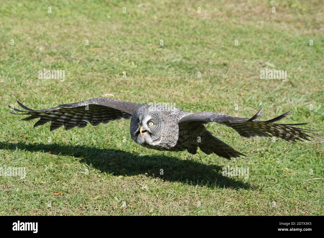 Grand hibou gris en vol et débarqué sur la perche Photo Stock - Alamy