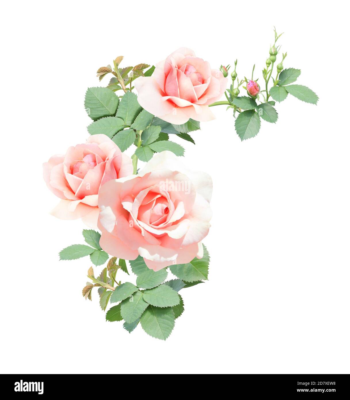 Bordure d'angle avec branche de rose avec fleurs roses. Cadre d'angle ...