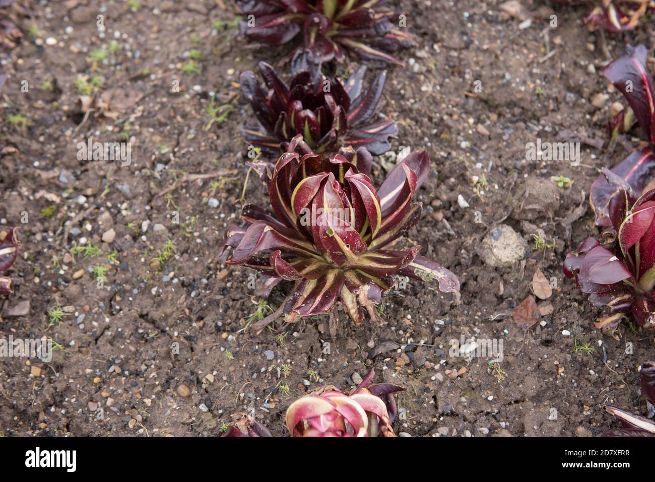 Radicchio rossa di treviso precoce Banque de photographies et d’images ...