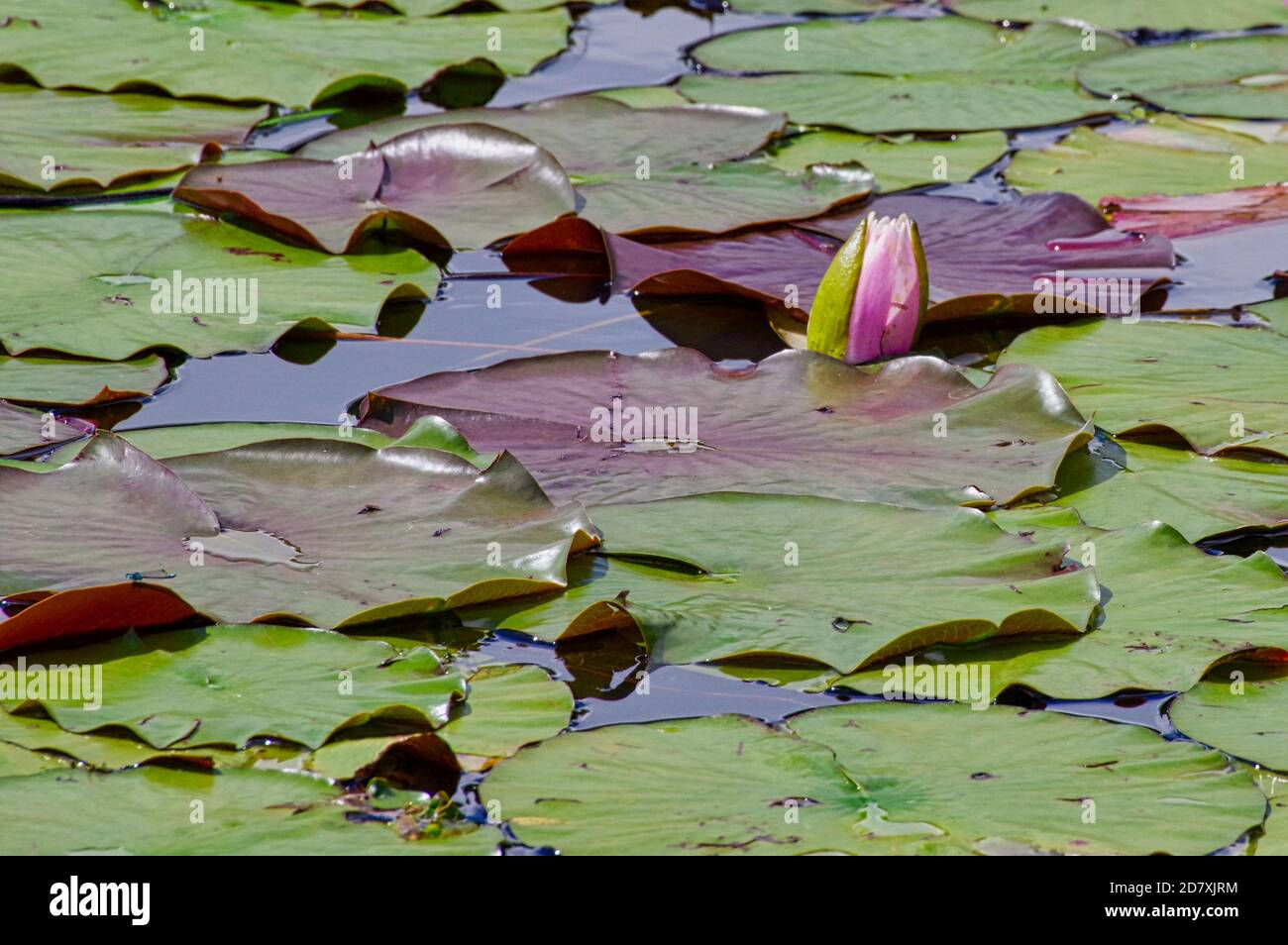 Lilly ponds Banque de photographies et d’images à haute résolution - Alamy