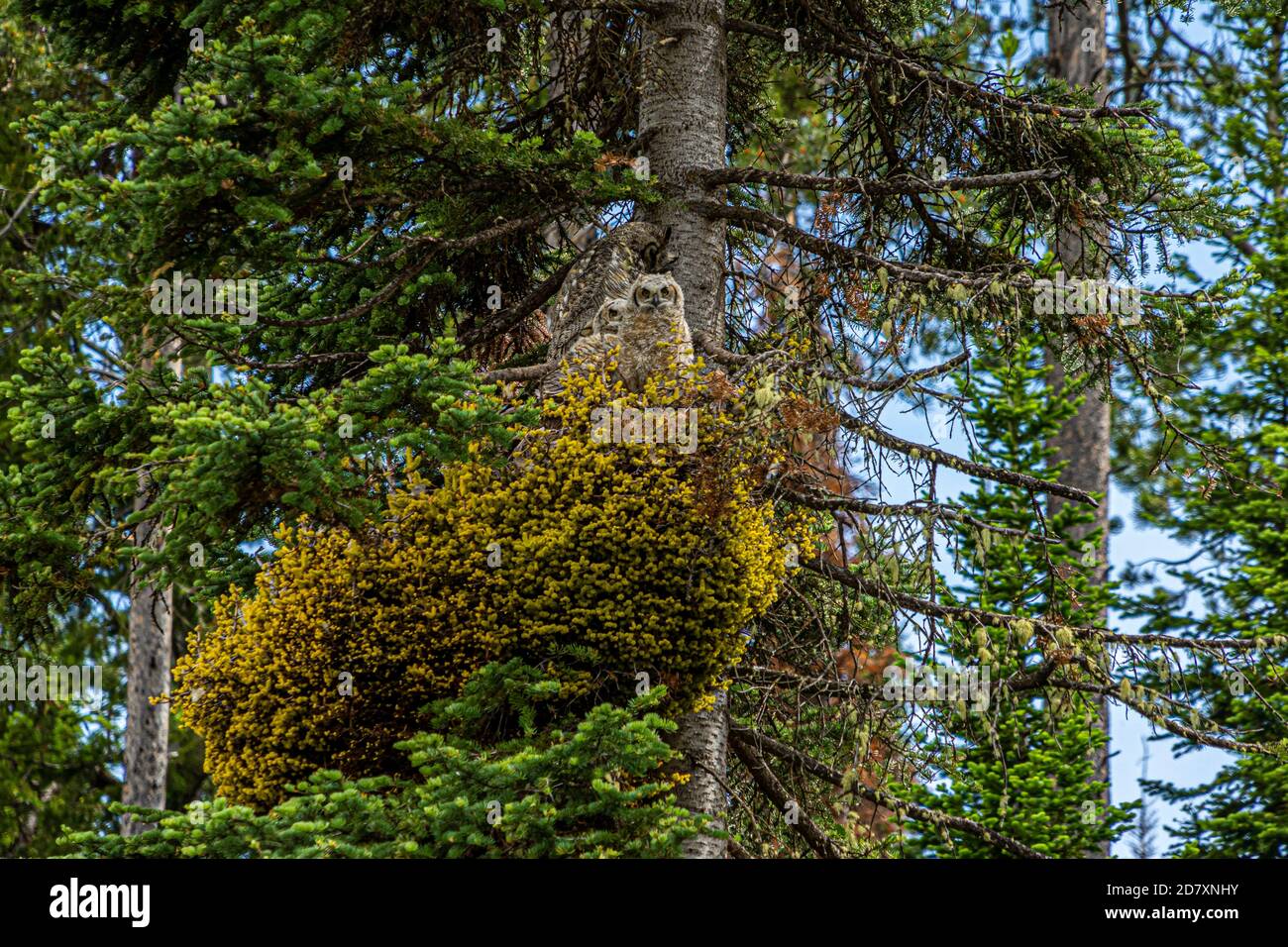 Grand hibou à cornes parent et deux hiboux dans un nid d'arbre à ...