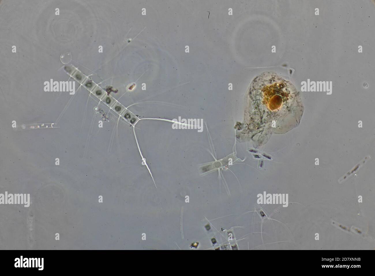 Phytoplankton biodiversity microscope Banque de photographies et d ...