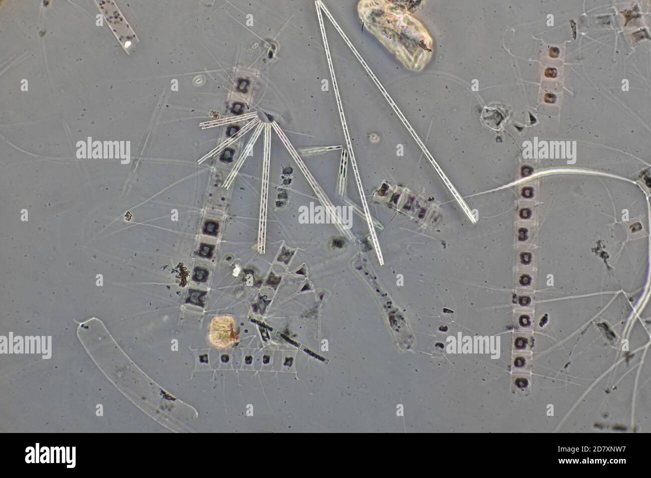 Phytoplankton biodiversity microscope Banque de photographies et d ...