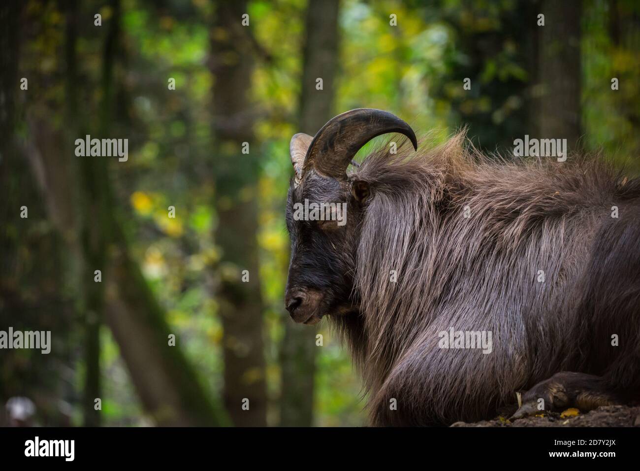 Himalayan thar Banque de photographies et d’images à haute résolution ...