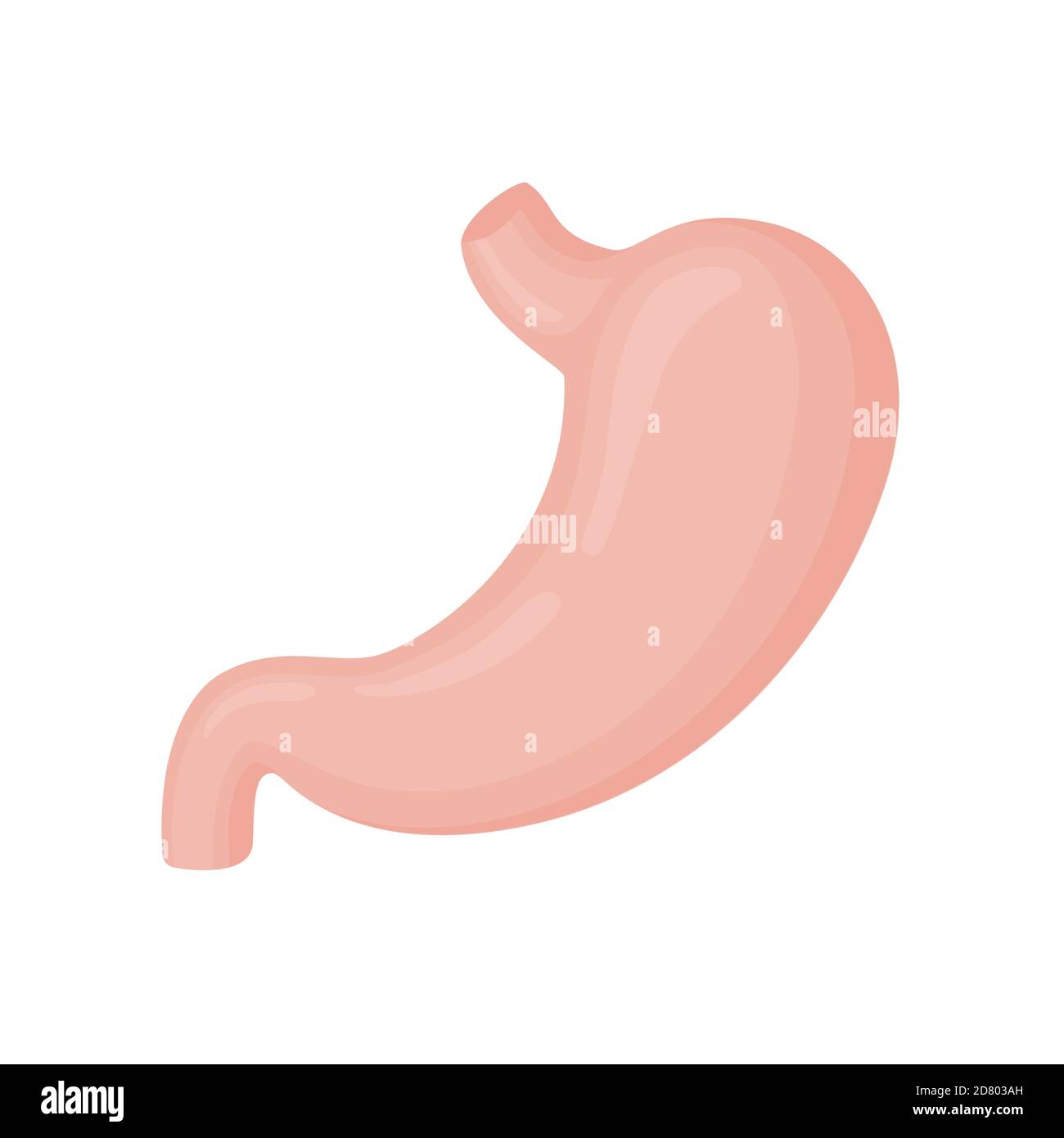 Corps d'anatomie estomac humain digestif gastrique Banque de ...