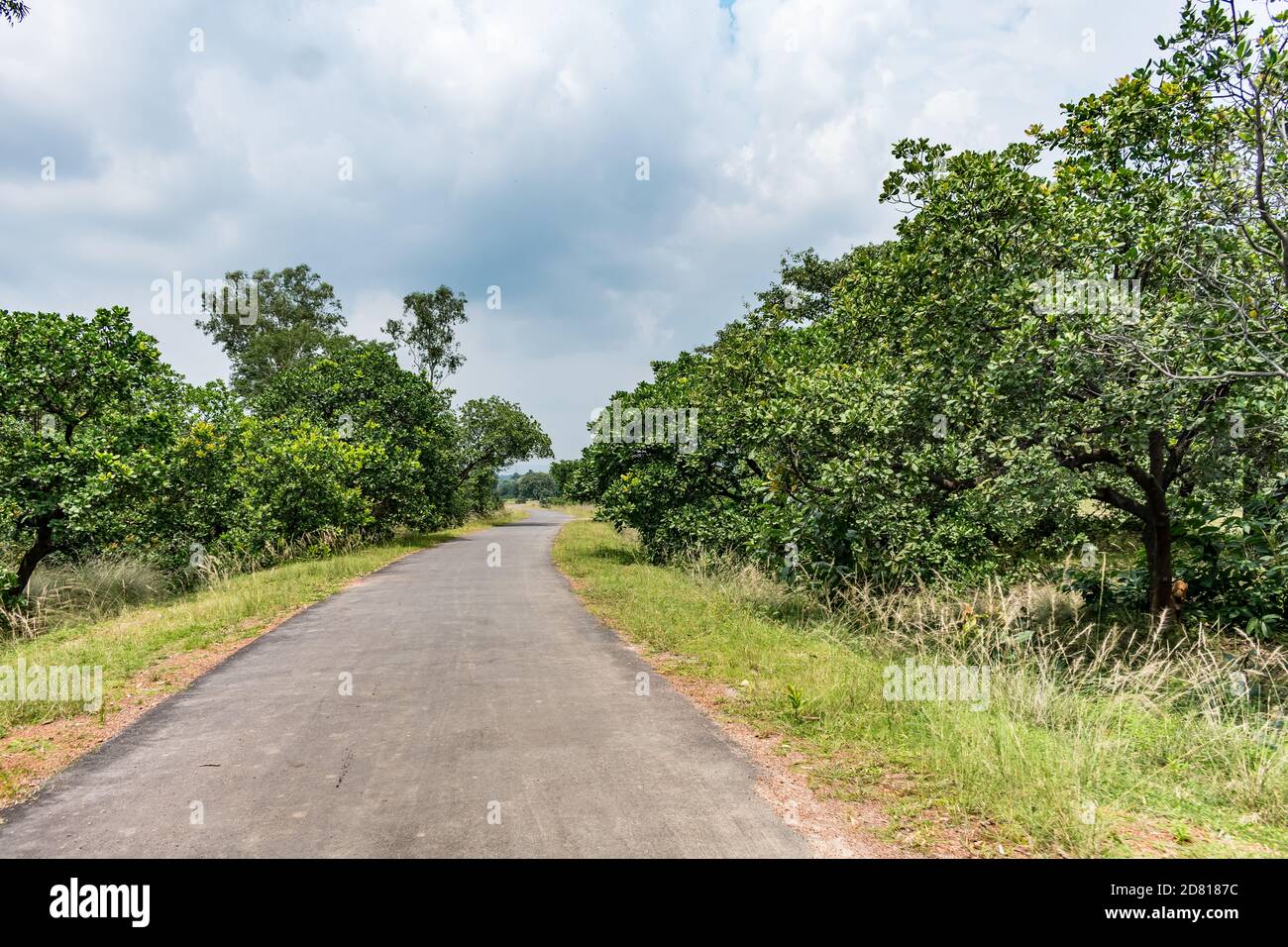 Cashew plantation Banque de photographies et d’images à haute ...