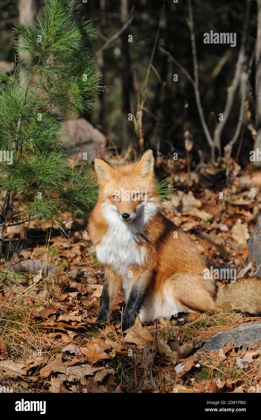Queue de renard Banque de photographies et d’images à haute résolution ...