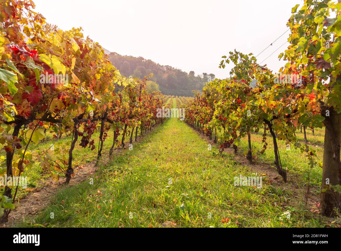 Rang de vigne Banque de photographies et d’images à haute résolution ...