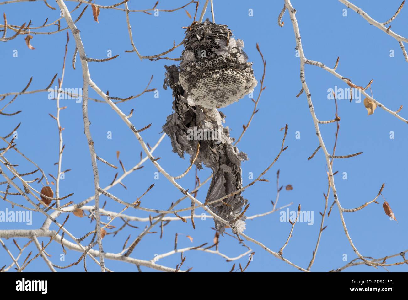 Frelon à queue blanche Banque de photographies et d’images à haute ...