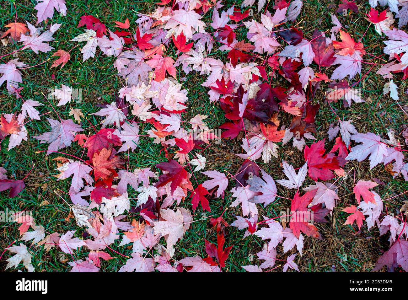 Automne les feuilles mortes recouvrent le sol Banque de photographies ...