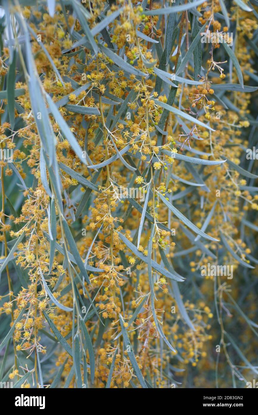 Acacia pendula Banque de photographies et d’images à haute résolution ...