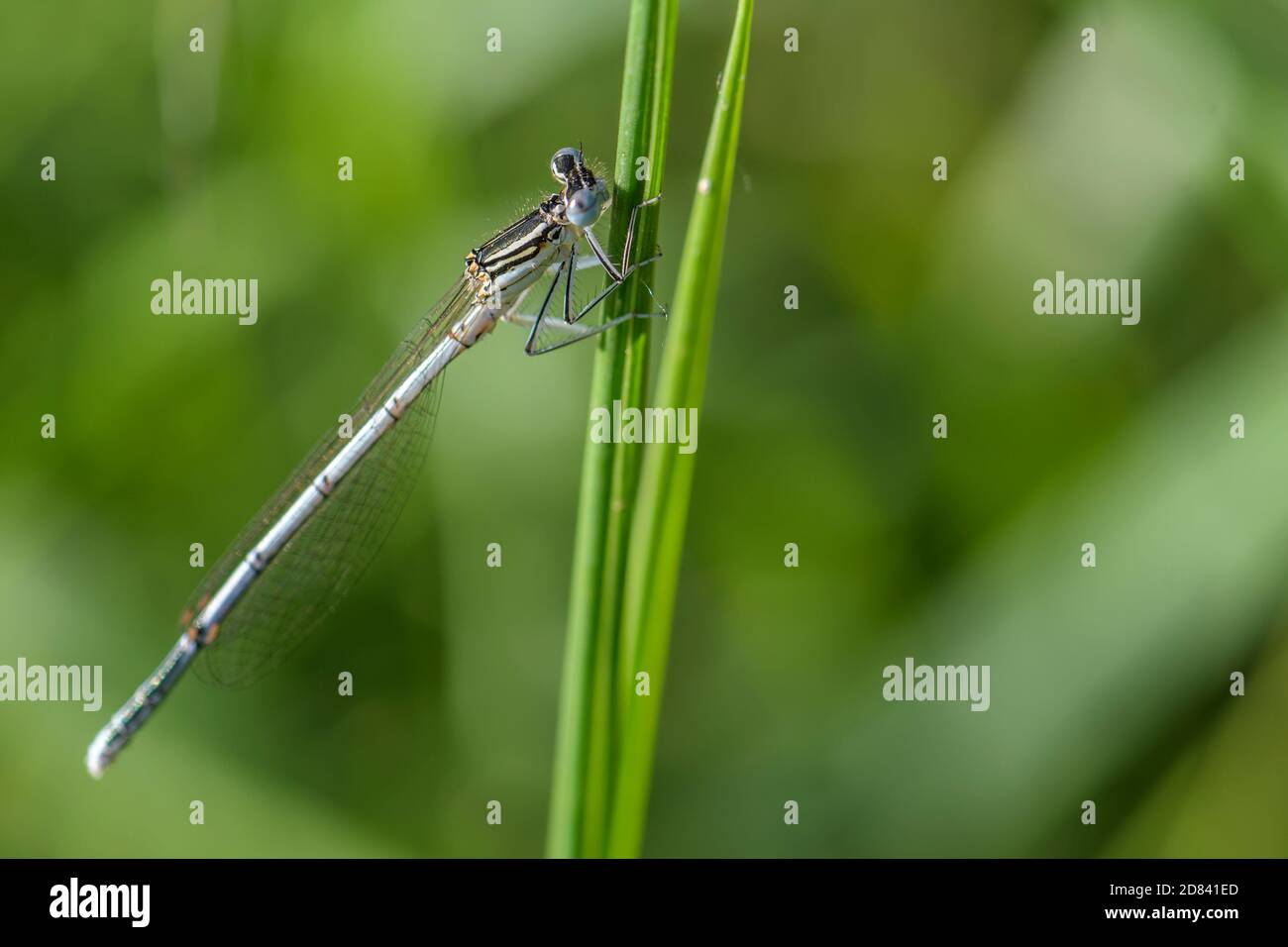 Libellule demoiselle insecte Banque de photographies et d’images à ...